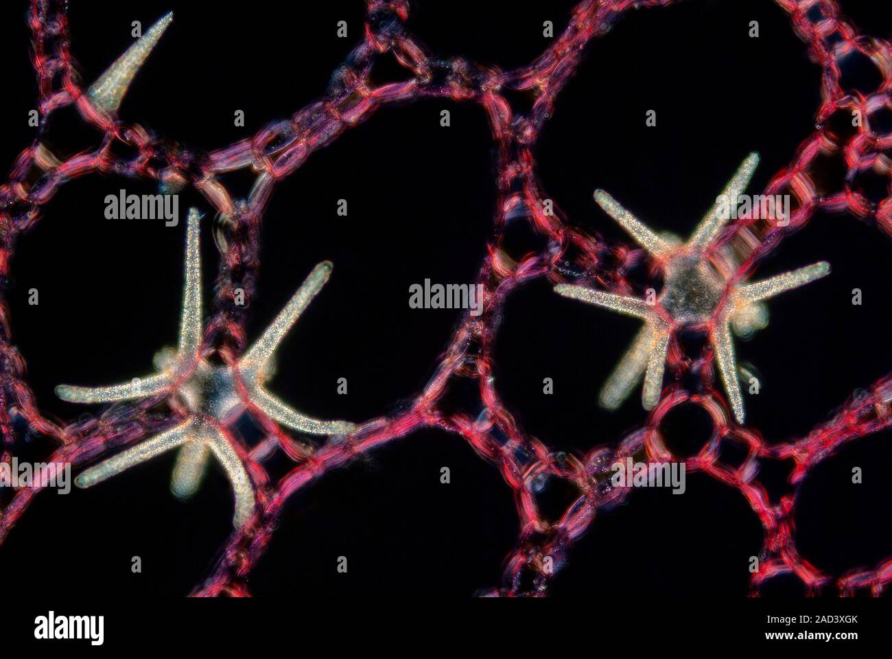 Polarised light micrograph of a transverse section of a water lily ...