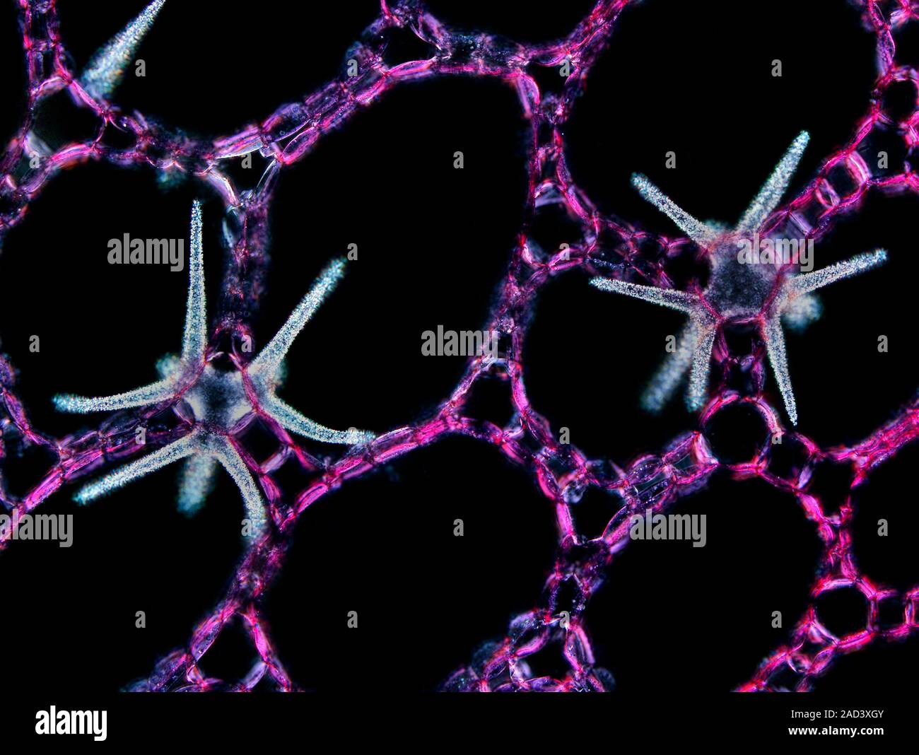 Polarised light micrograph of a transverse section of a water lily ...