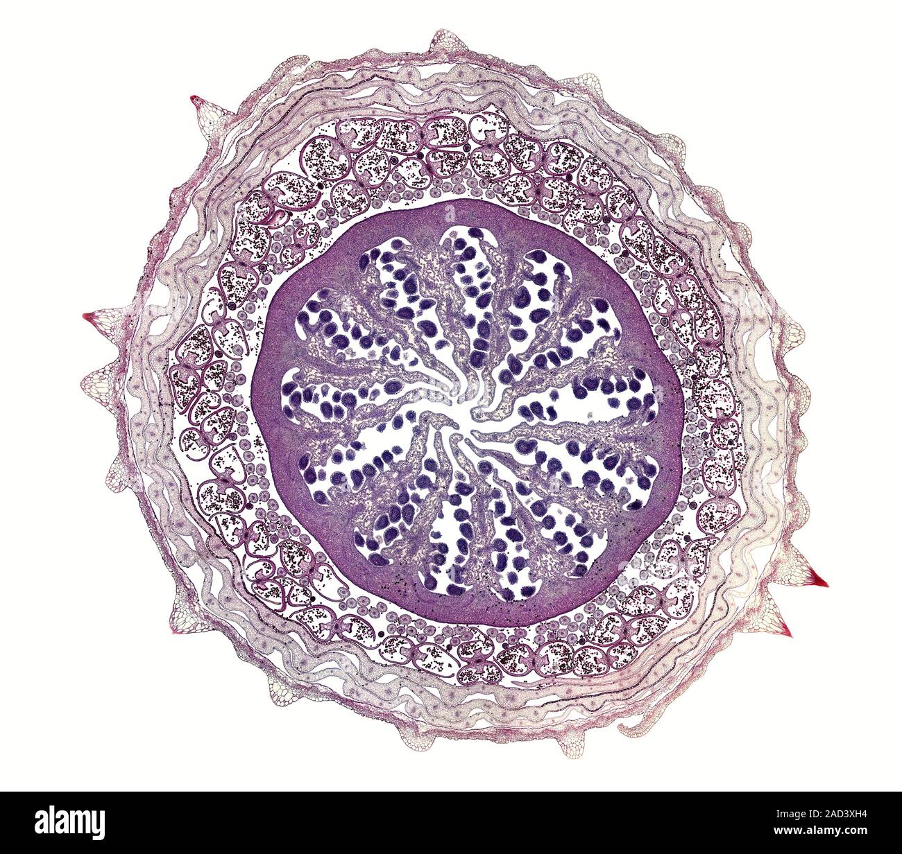 Light micrograph of a cross section of a poppy (Papaver rhoeas) bud ...