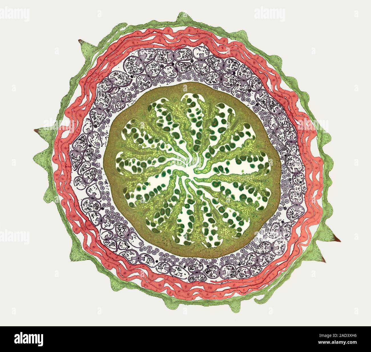 Coloured light micrograph of a cross section of a poppy (Papaver rhoeas ...