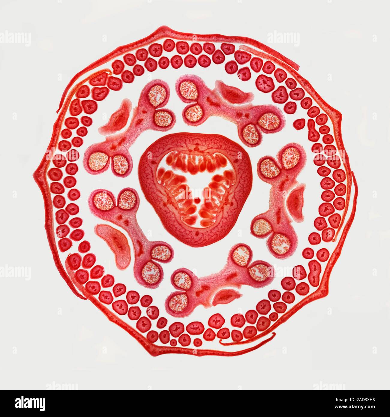 Light micrograph of a cross section of passionflower bud (Passiflora ...