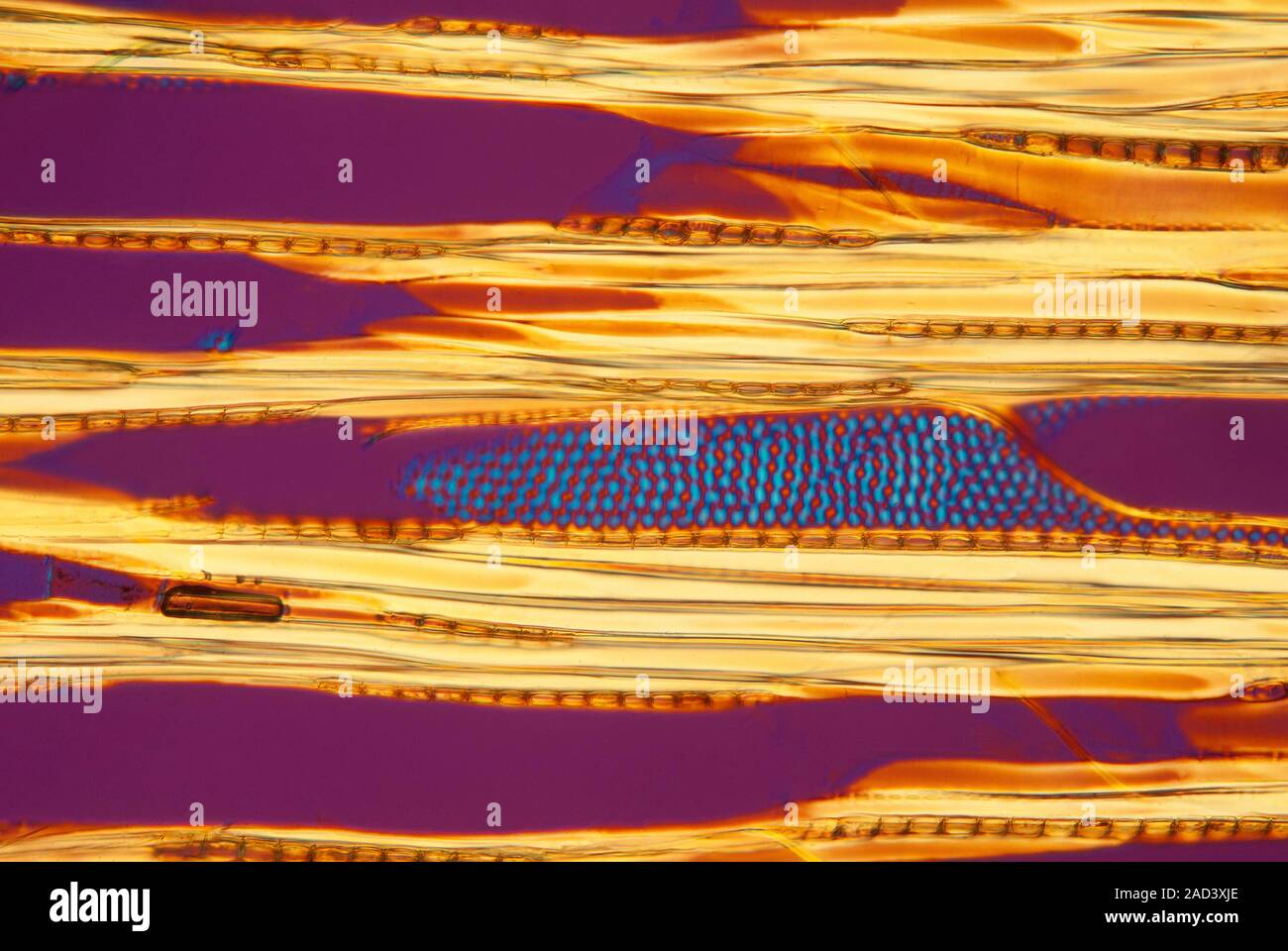 Polarised light micrograph of a longitudinal section of mature wood of ...