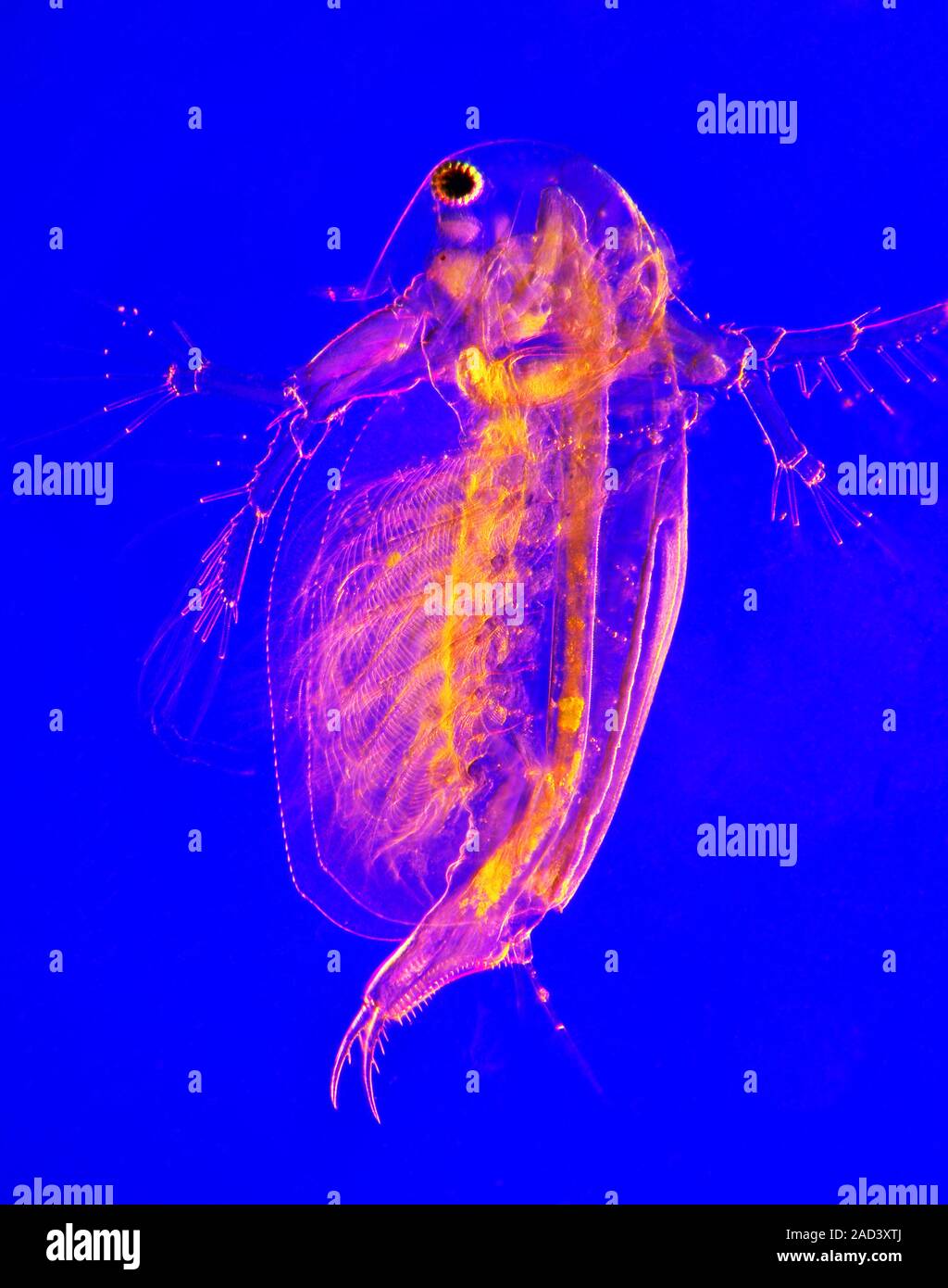 Water flea. Rheinberg illuminated polarised light micrograph of a Sida ...