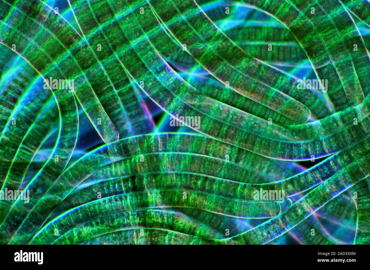 Oscillatoria cyanobacteria. Darkfield illuminated polarised light ...