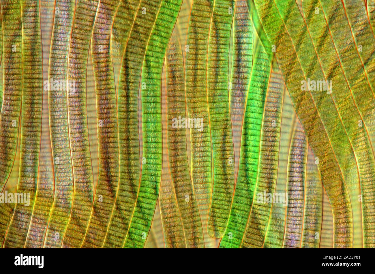 Oscillatoria Bacteria