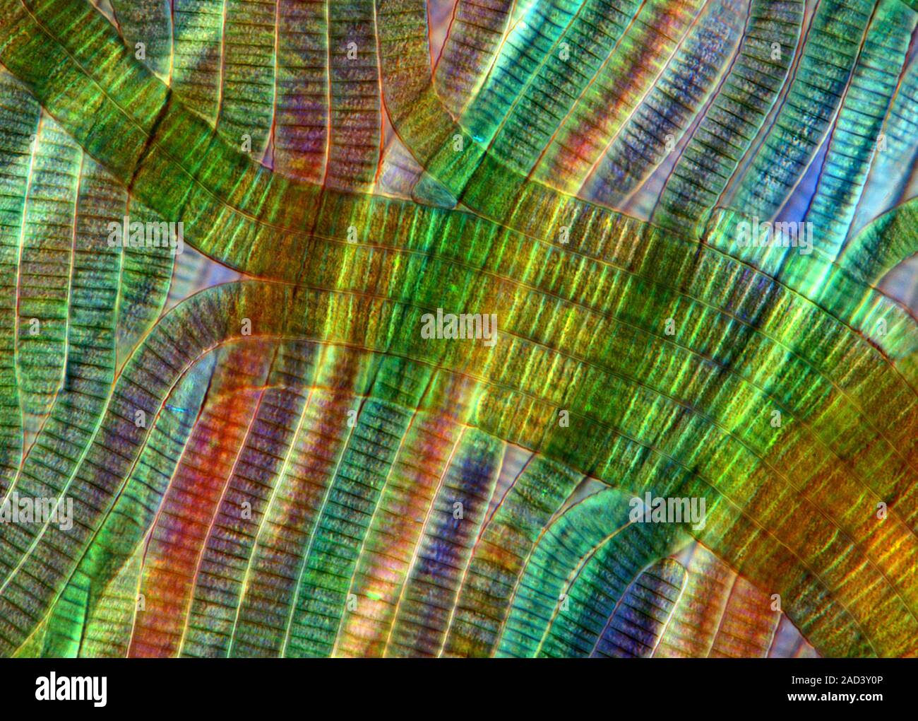 Oscillatoria cyanobacteria. Darkfield illuminated polarised light ...