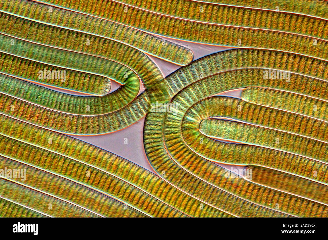 Oscillatoria cyanobacteria. Polarised light micrograph of filamentous ...