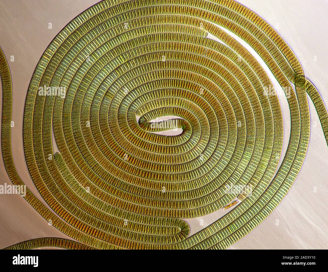 Oscillatoria cyanobacteria. Polarised light micrograph of filamentous ...