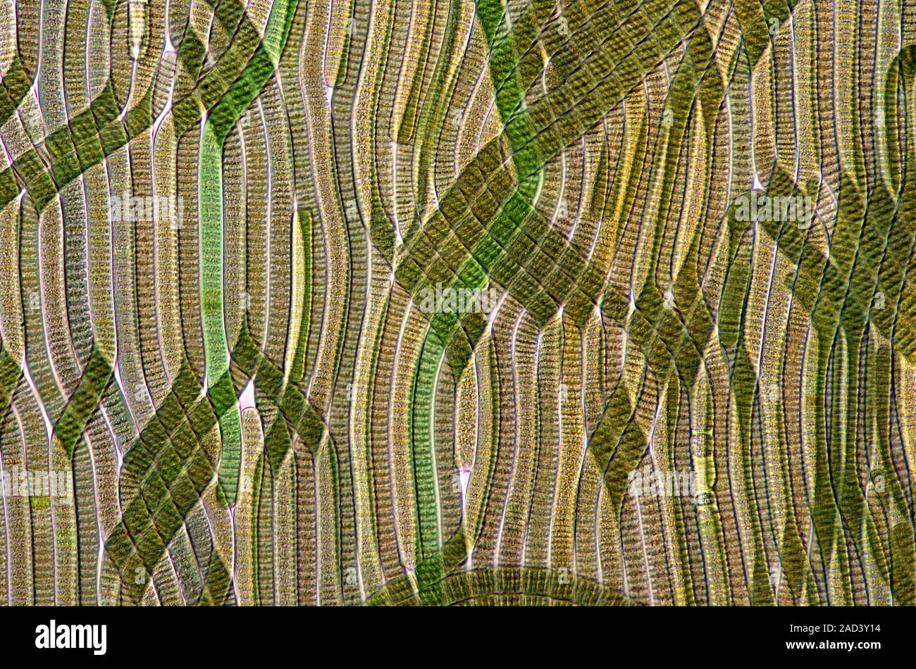 Oscillatoria Bacteria