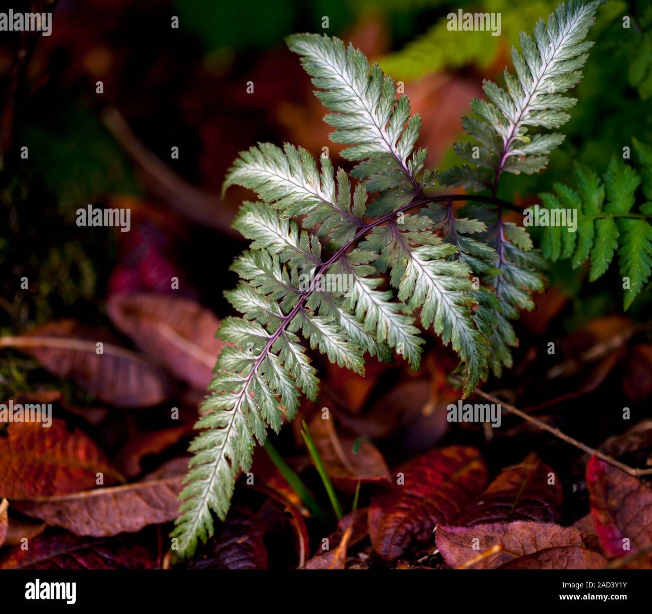 Japanese 'Metallicum' fern (Athyrium niponicum 'Metallicum' Stock Photo ...