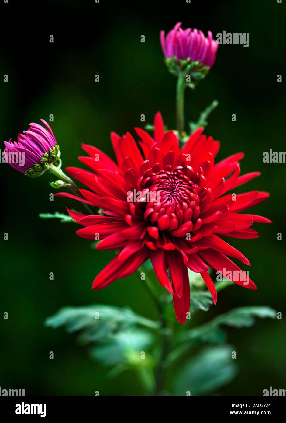 Chrysanthemum 'Red Mist' Stock Photo - Alamy