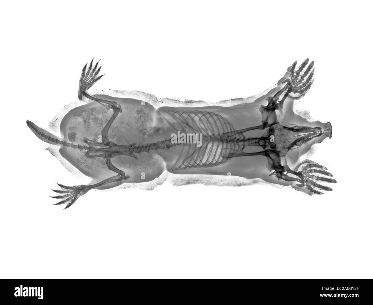 Mole, X-ray. The European mole (Talpa europaea) is a woodland ...