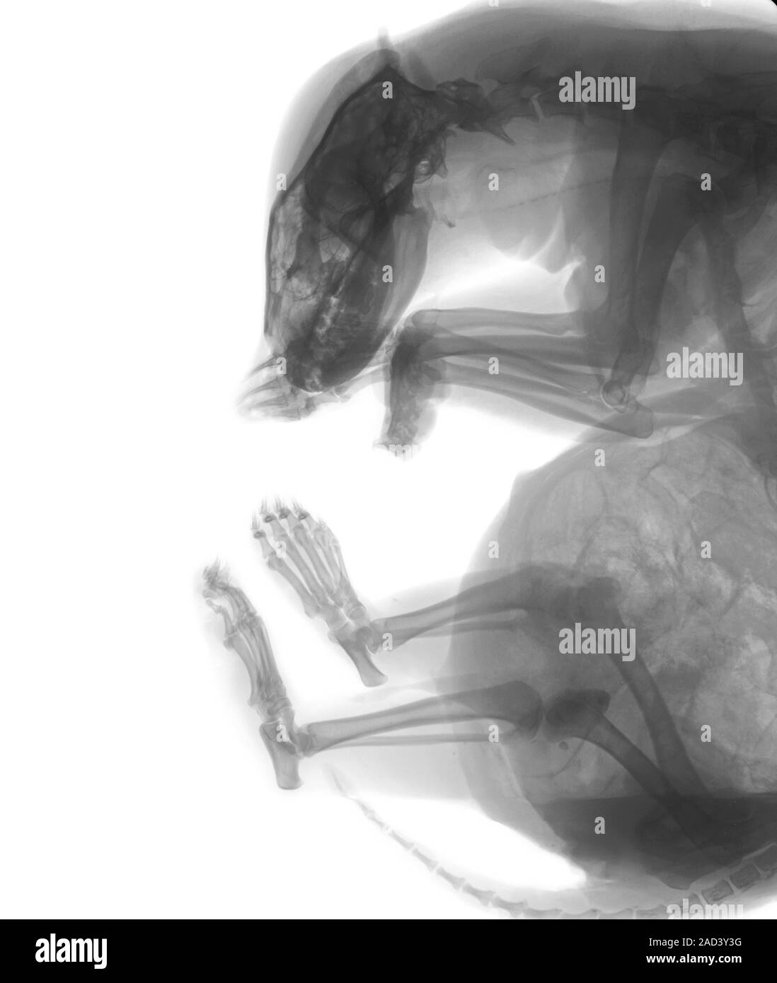 Sleeping badger, X-ray. The European badger (Meles meles) is omnivorous ...