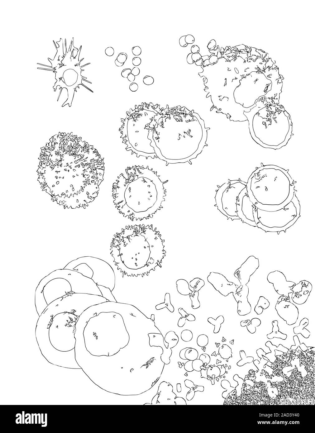This image may not be used in educational posters T cell dependent B ...