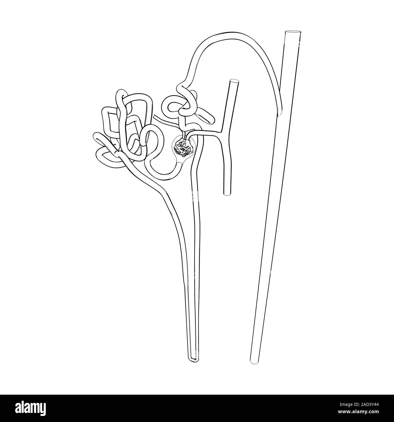 This image may not be used in educational posters Nephron structure ...