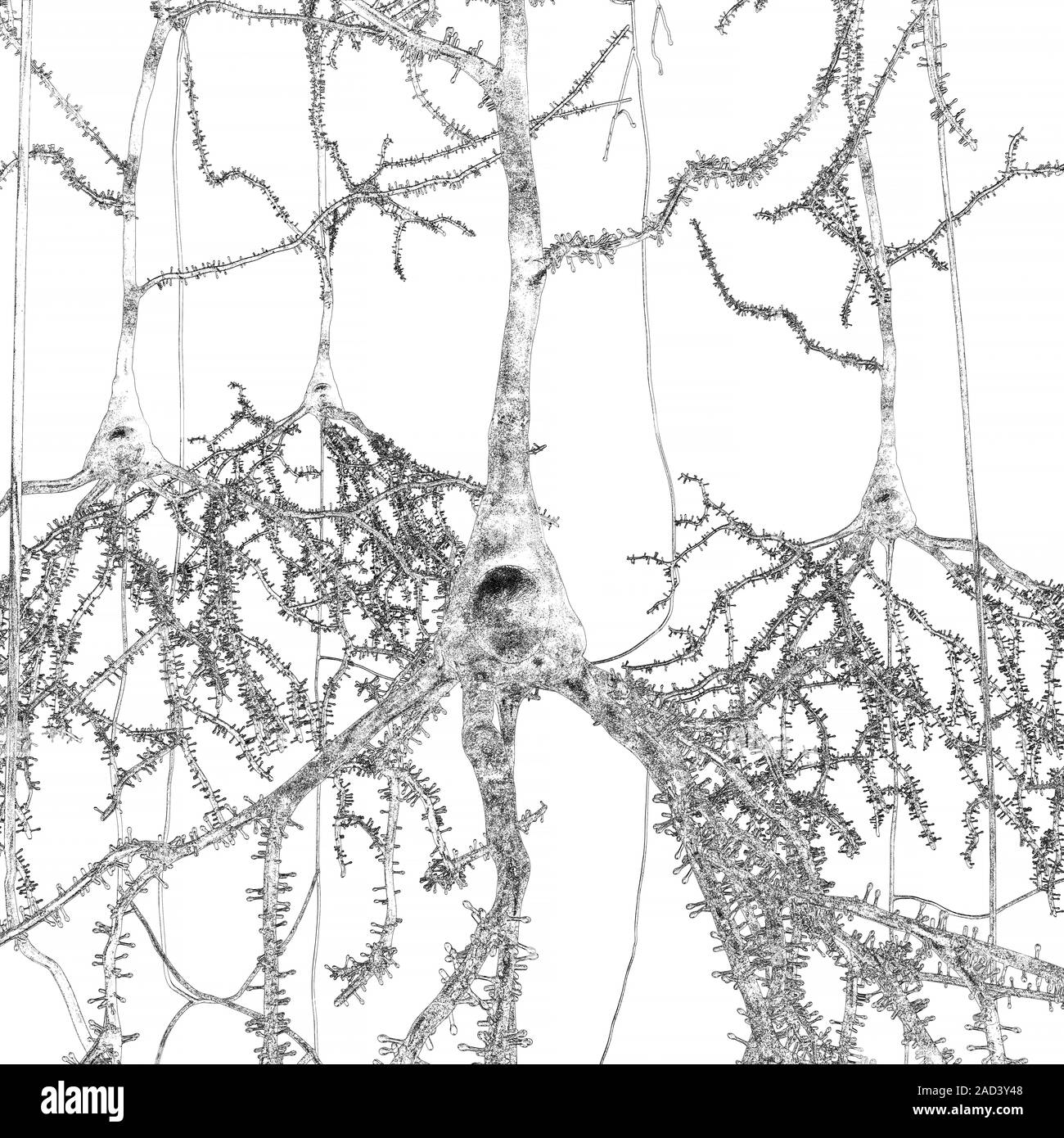 This image may not be used in educational posters Pyramidal nerve cell ...