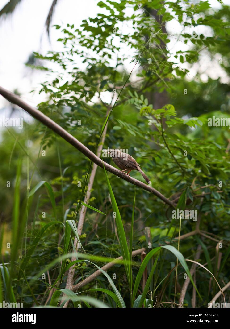 Ceylon rufous babbler hi-res stock photography and images - Alamy