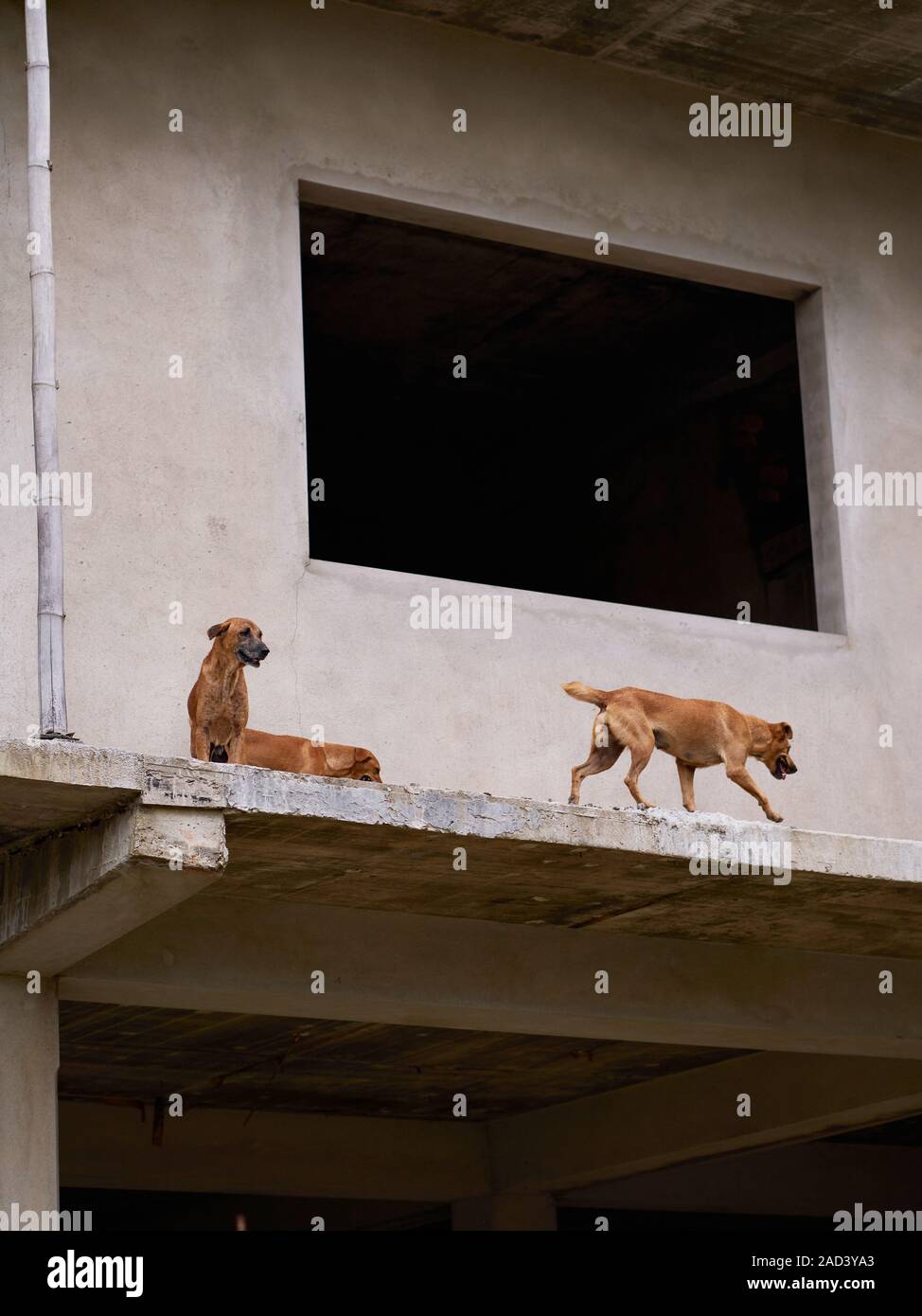 Dogs of mirissa hi-res stock photography and images - Alamy