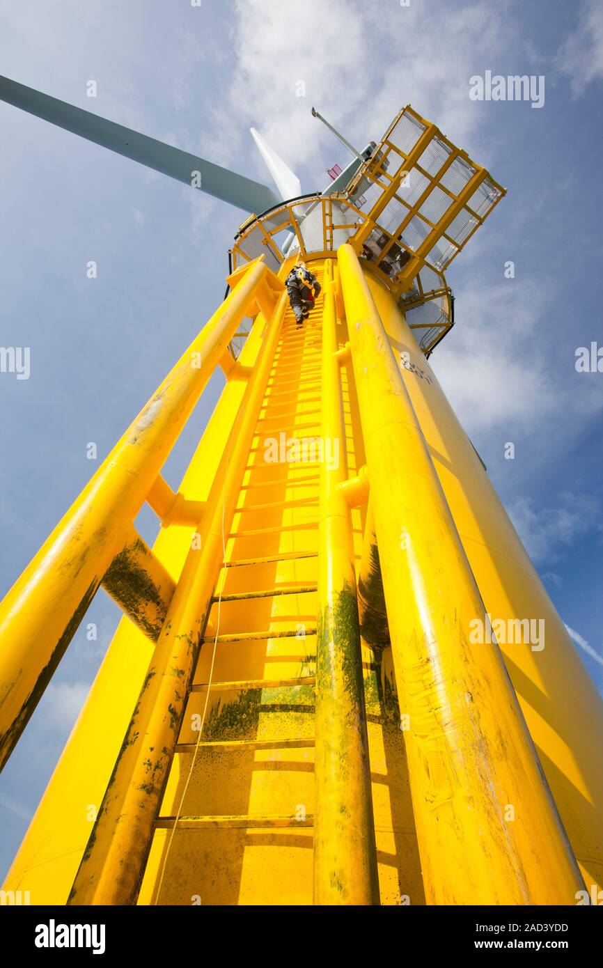 An engineer climbs a transition piece of a wind turbine on the Walney ...