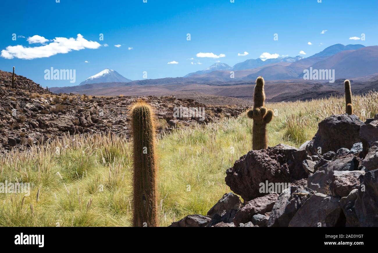 Cardon Grande Cactus (Echinopsis terscheckii), growing in Cactus Canyon ...