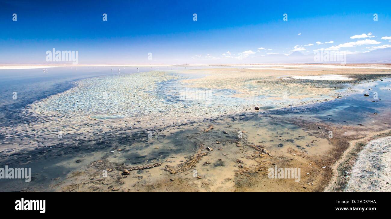 The shallow Laguna Chaxa at 2400m above sea level in the Atacama Desert ...