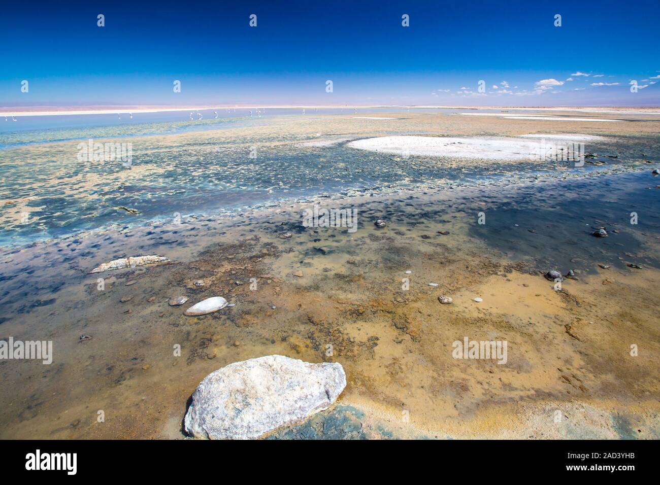 The shallow Laguna Chaxa at 2400m above sea level in the Atacama Desert ...