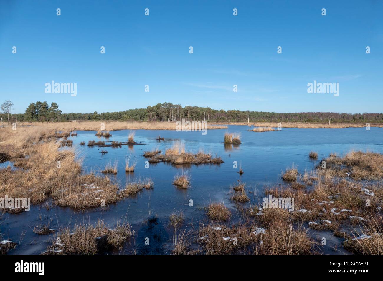 Ice covered pond with grasses near Elstead, Surrey, England Stock Photo ...