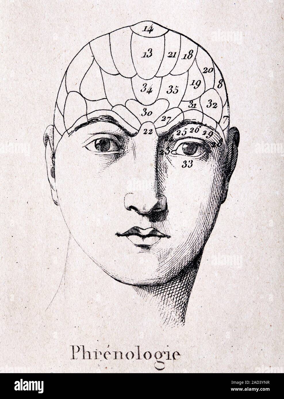 Phrenology head chart. The phrenological divisions of the head after ...