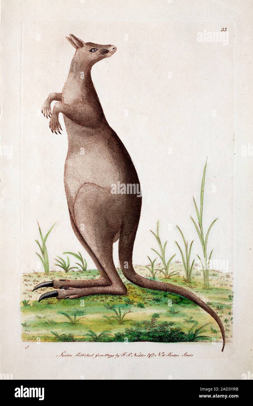 Kangaroo, 1790 illustration. This early depiction of a kangaroo is ...