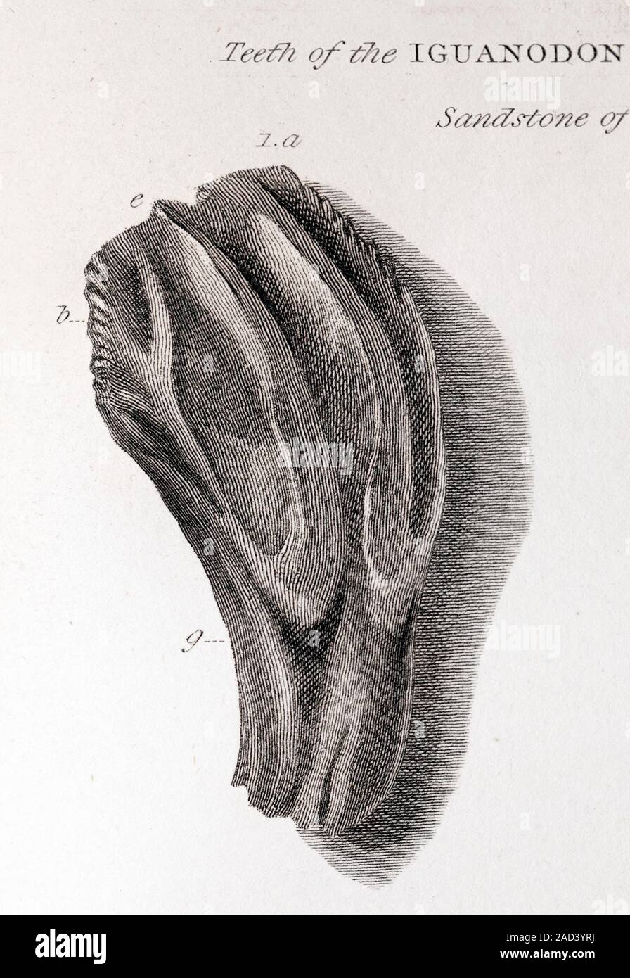 Discovery of Iguanodon fossil teeth. Illustration from the 1825 paper ...