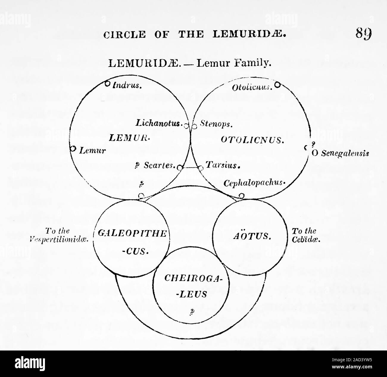 Swainson's quinary taxonomy. Lemur taxon quinary diagram from 'A ...