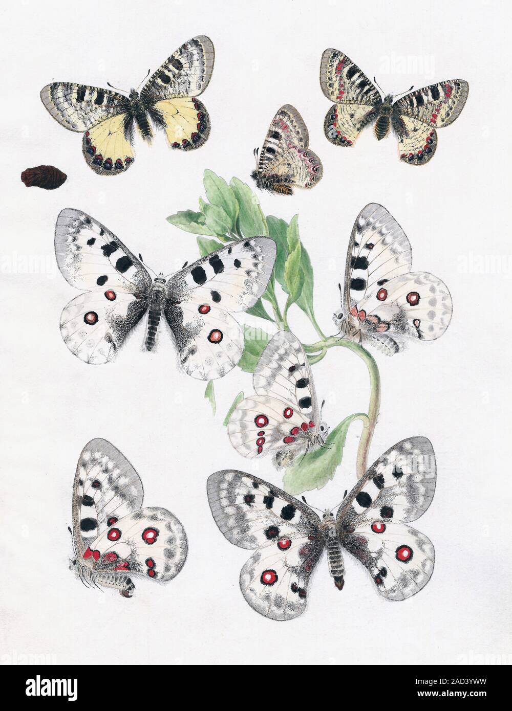 1875 Original and accurate paintings of the rare and endangered Apollo ...