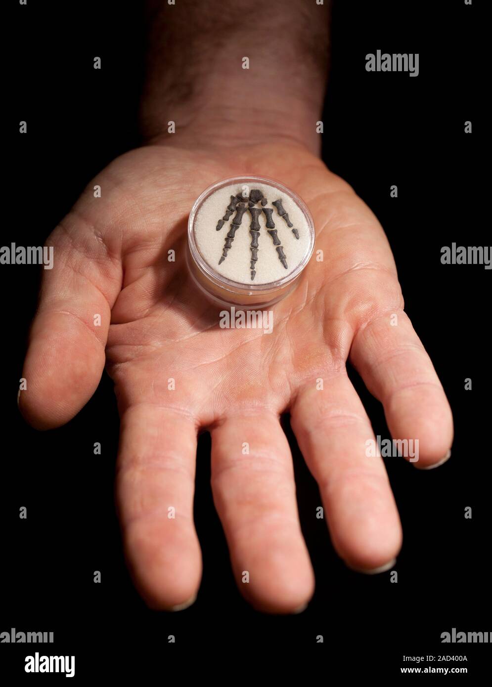 Fossil and pentadactyl limb evolution. The five-fingered pentadactyl ...