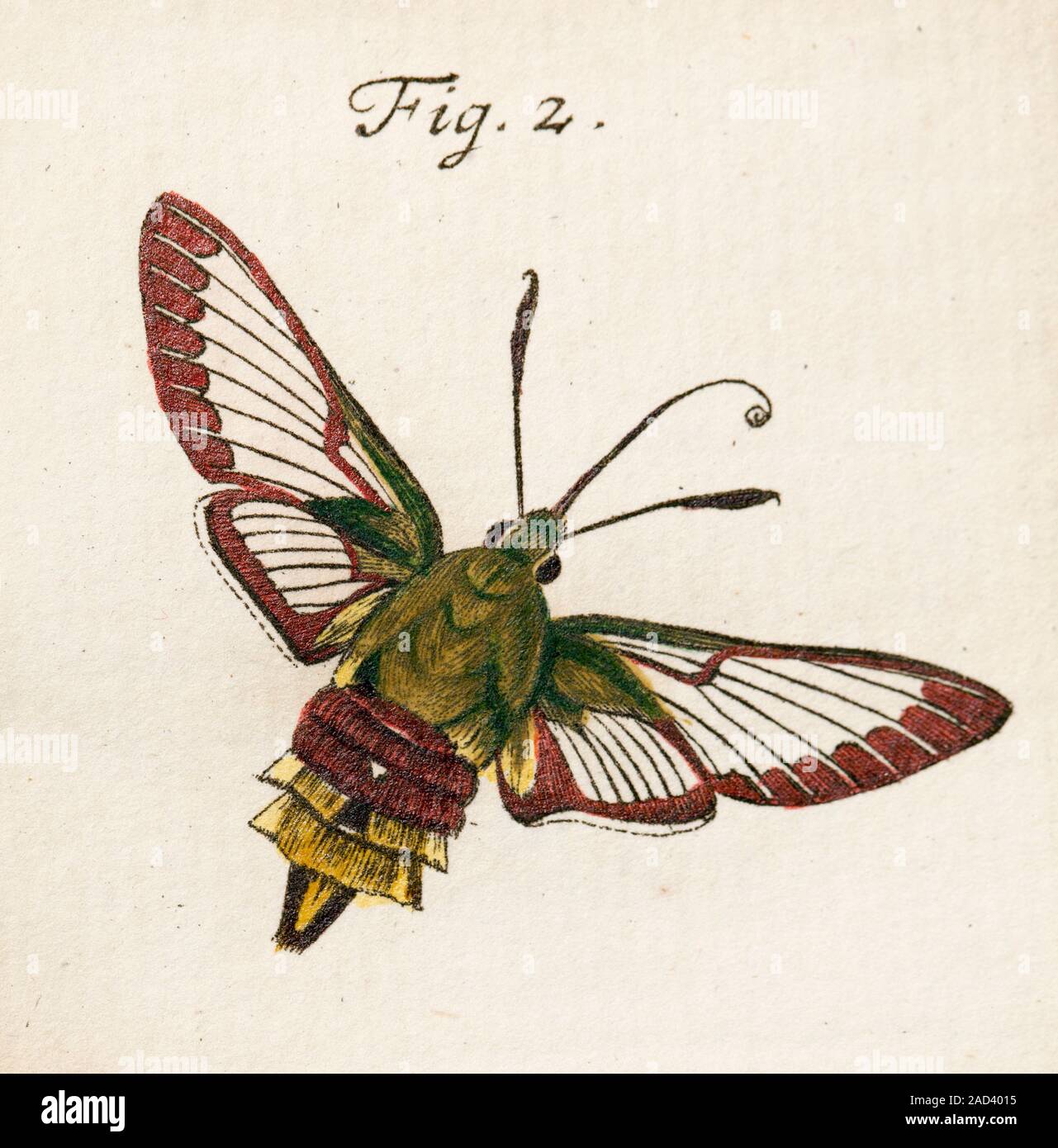 Hemaris hawk-moth, 18th century. Illustration of the broad bordered bee ...