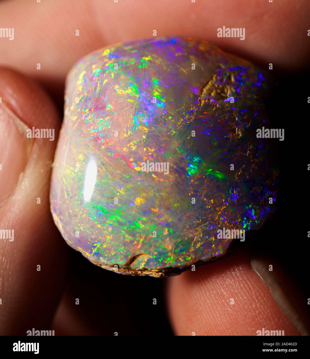 Cyrenopsis australiensis bivalve from the Coober Pedy Opal Field (Lower ...