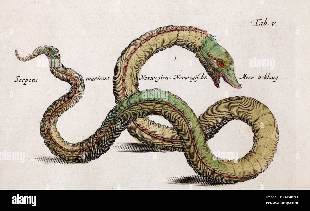 Sea serpent, 17th century. Illustration of a Norwegian sea serpent, also known as a sea orm ...