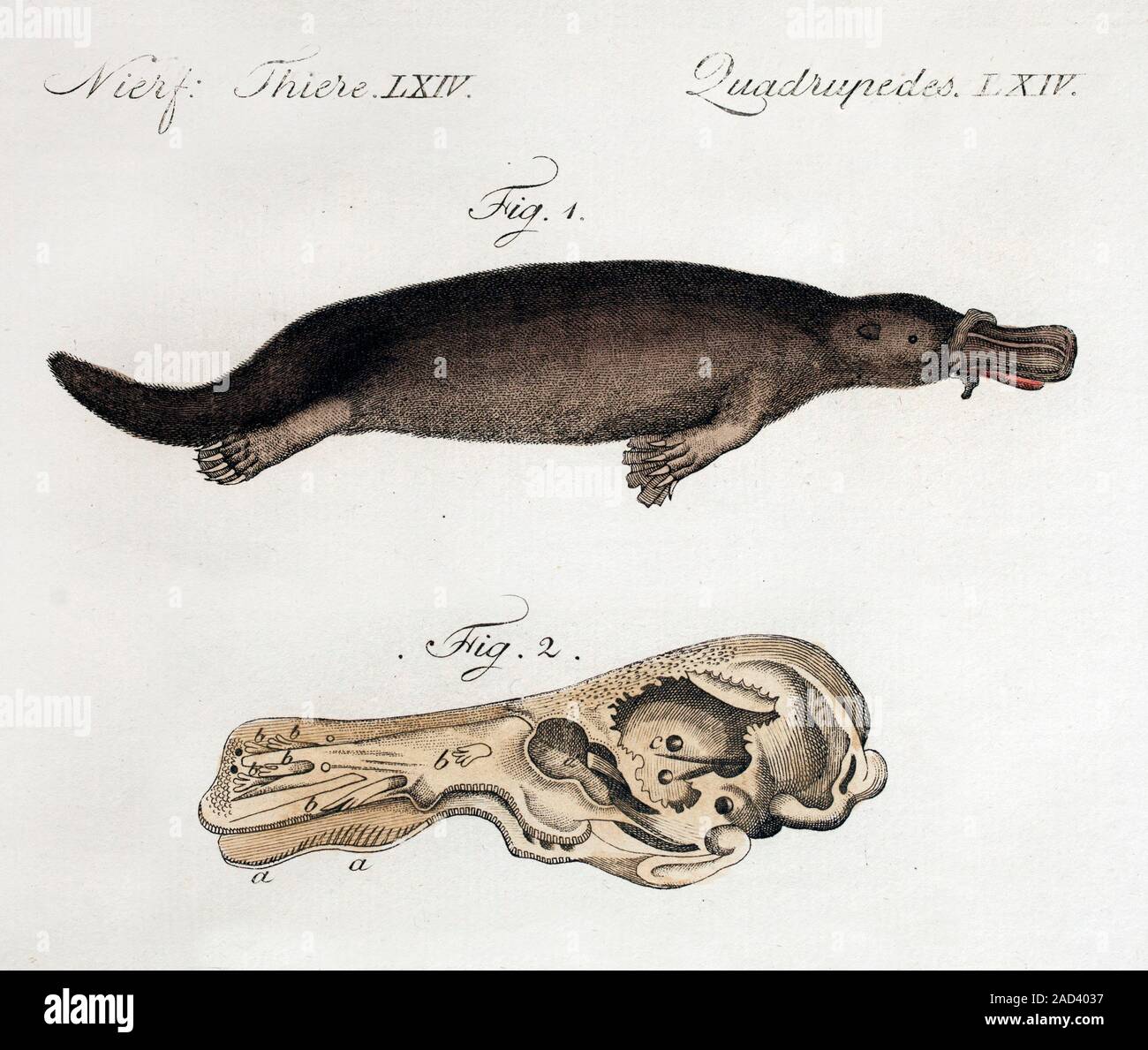 Platypus anatomy. Duck-billed platypus (Ornithorhynchus anatinus), as ...