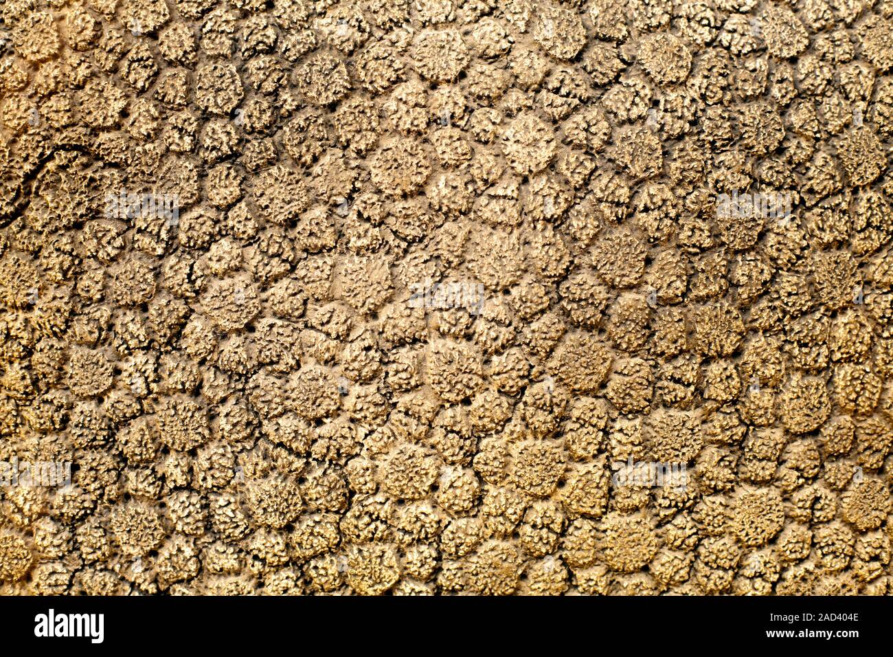 Detail of the bony armour of an extinct Glyptodont - a giant extinct ...
