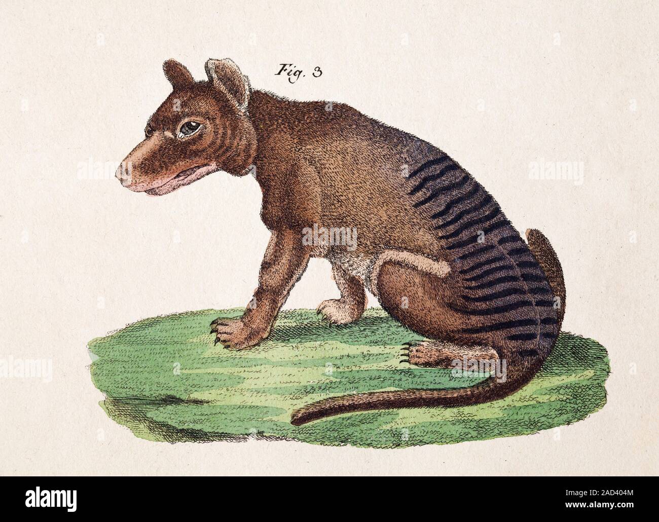 Tasmanian wolf (Thylacinus cynocephalus), 19th-century illustration ...