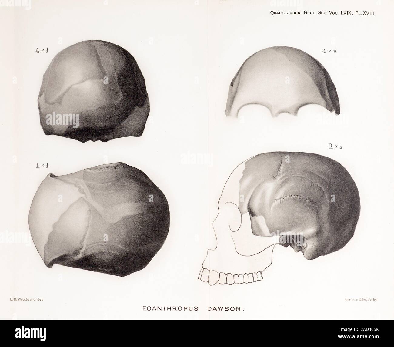 Piltdown Man skull and paper. Illustration from the original journal ...