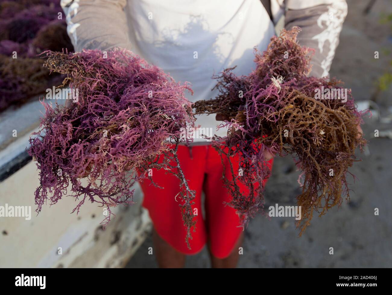 Handfulls of an agar seaweed (Eucheuma cottonii) grown commercially on ...