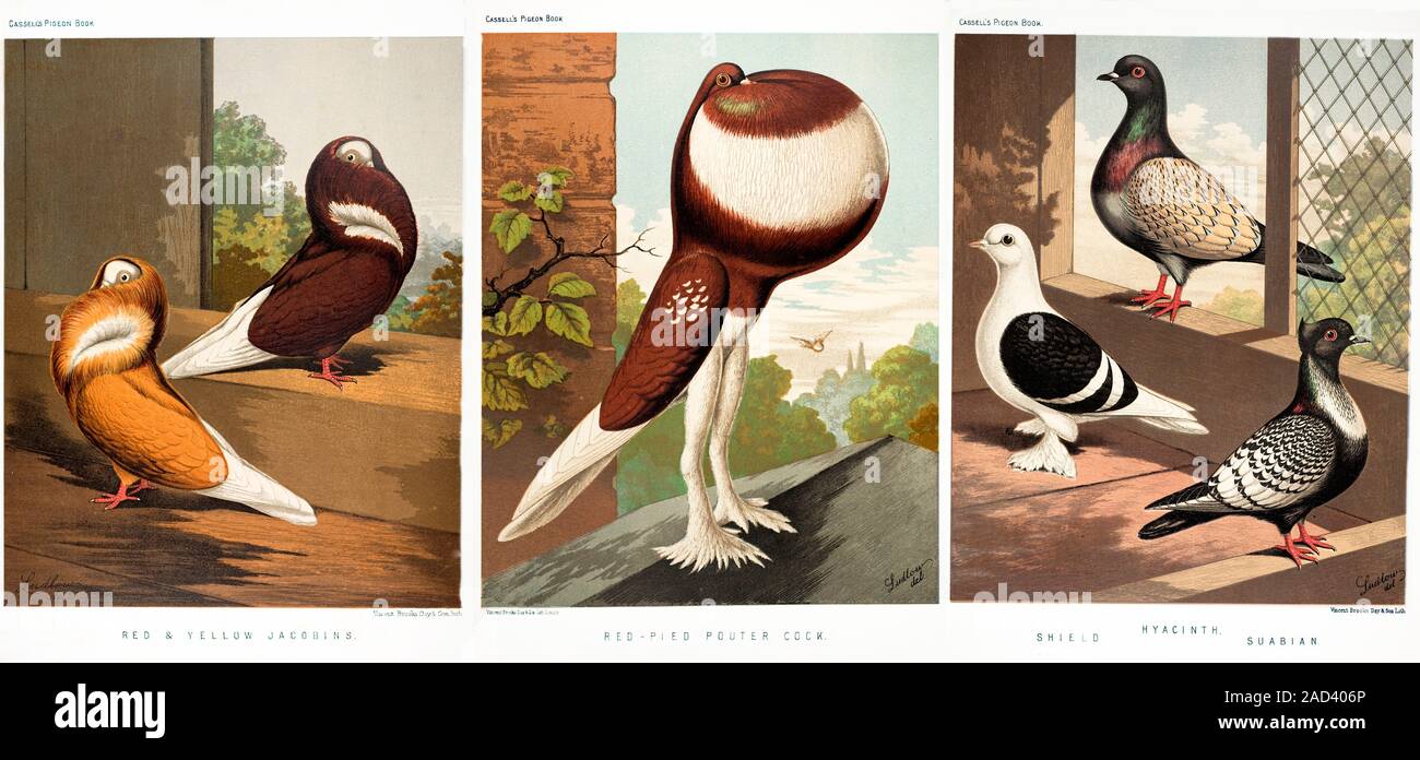 Domestic fancy pigeon breeds. Three illustrations from Cassell's ...