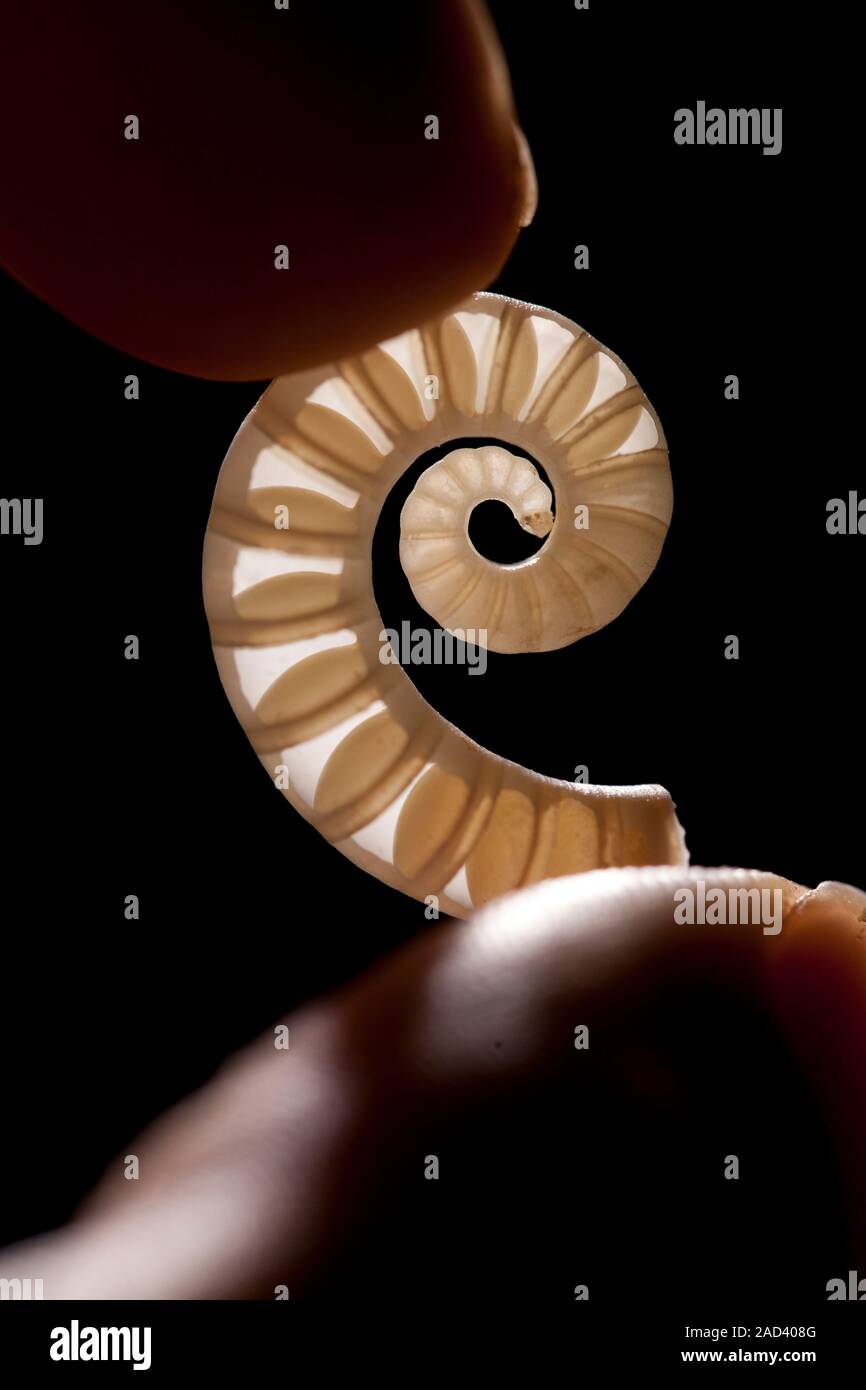 Cephalopod (squid and allies) Spirula shell (spirula spirula) backlit ...