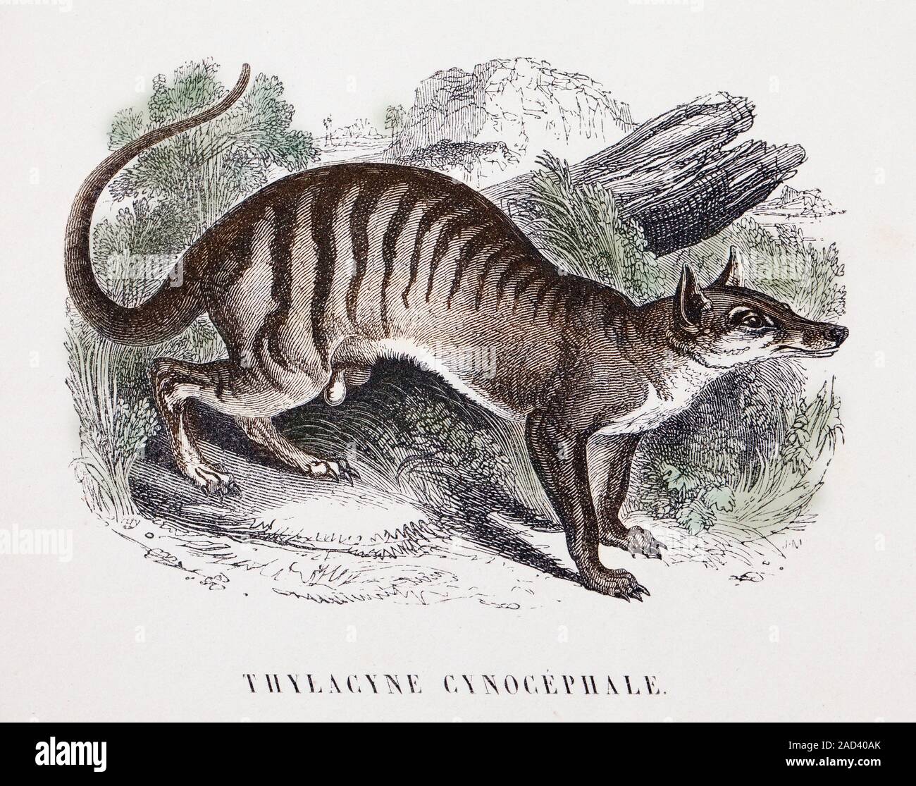 Tasmanian wolf (Thylacinus cynocephalus), 19th-century illustration ...