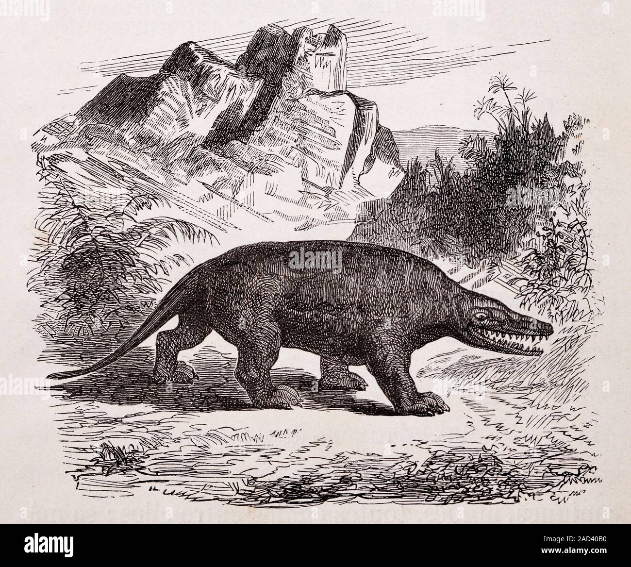 Megalosaurus dinosaur. Illustration of an early reconstruction of the ...