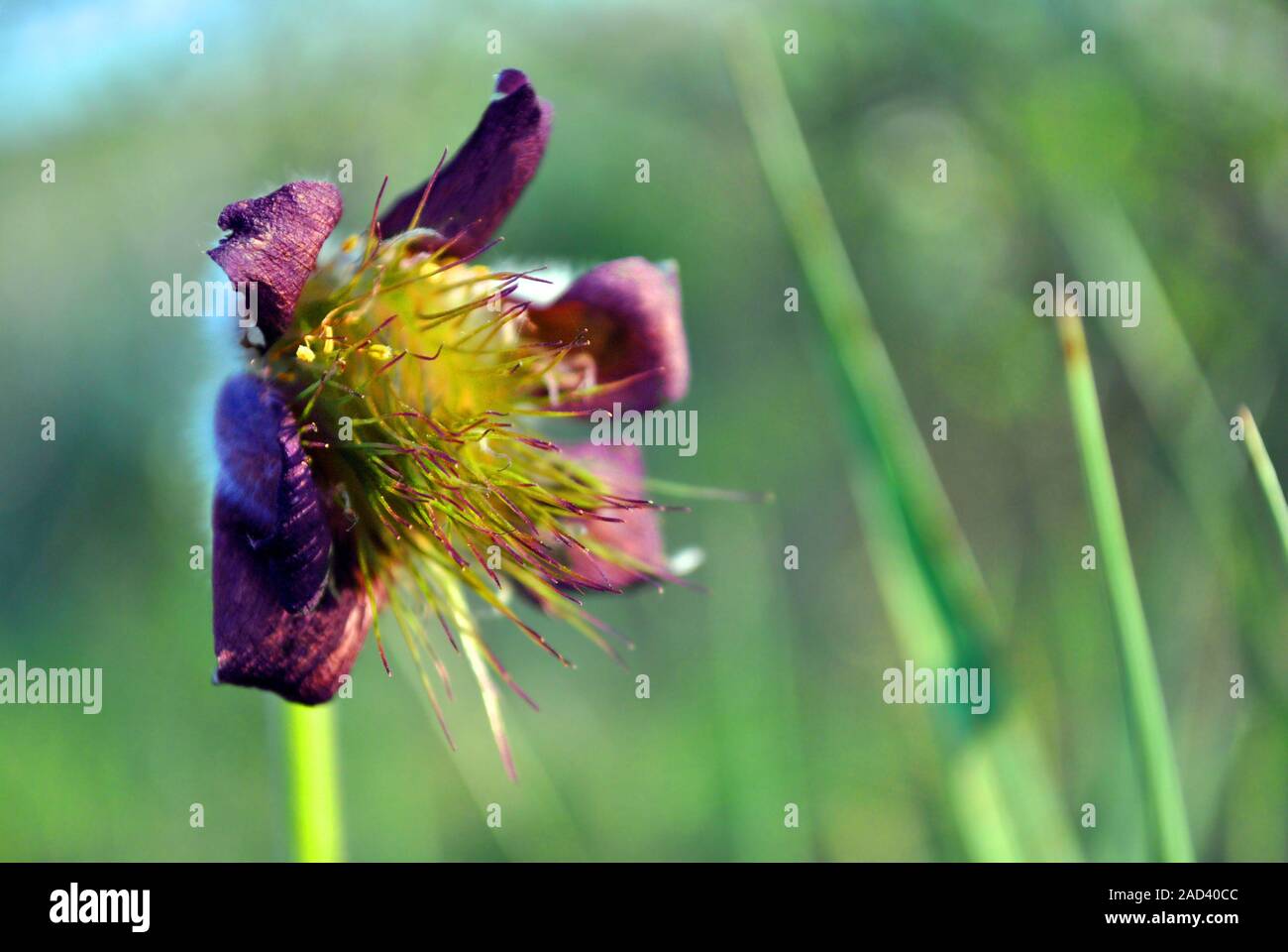Blooming plant of Pulsatilla patens (Eastern pasqueflower, prairie ...