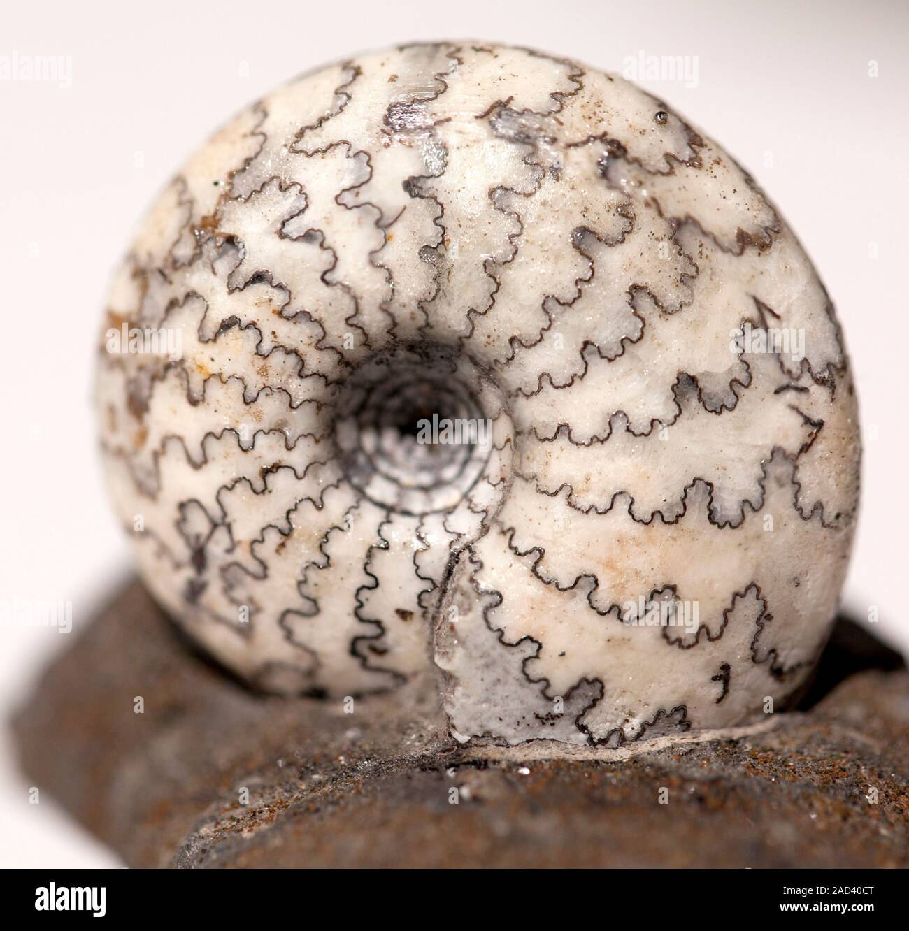 Russian Graspedites subolitus jurassic ammonite showing the distinctive ...