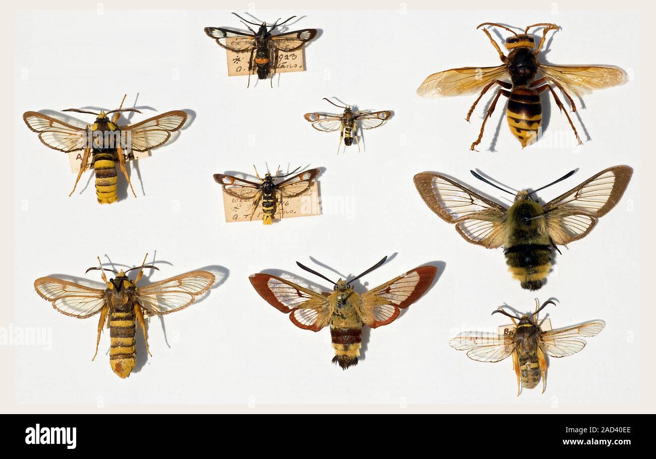 Moths and Batesian mimicry. Historical collection of British moths ...