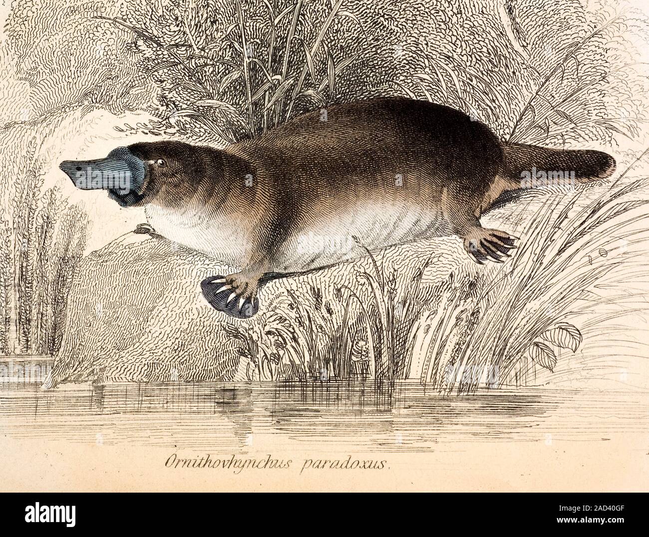 Duck-billed platypus (Ornithorhynchus anatinus), 19th-century ...