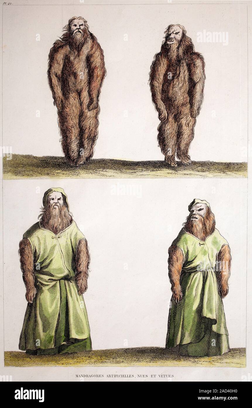 Dressed mandrake plants, 19th-century illustration. The mandrake ...